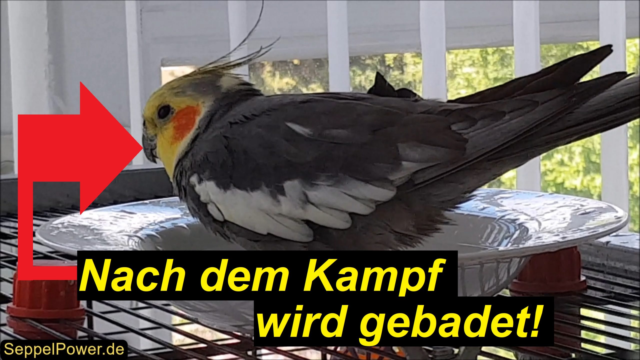 Chico kämpft, spielt und badet. Seltene Nymphensittich Aufnahmen - my ...